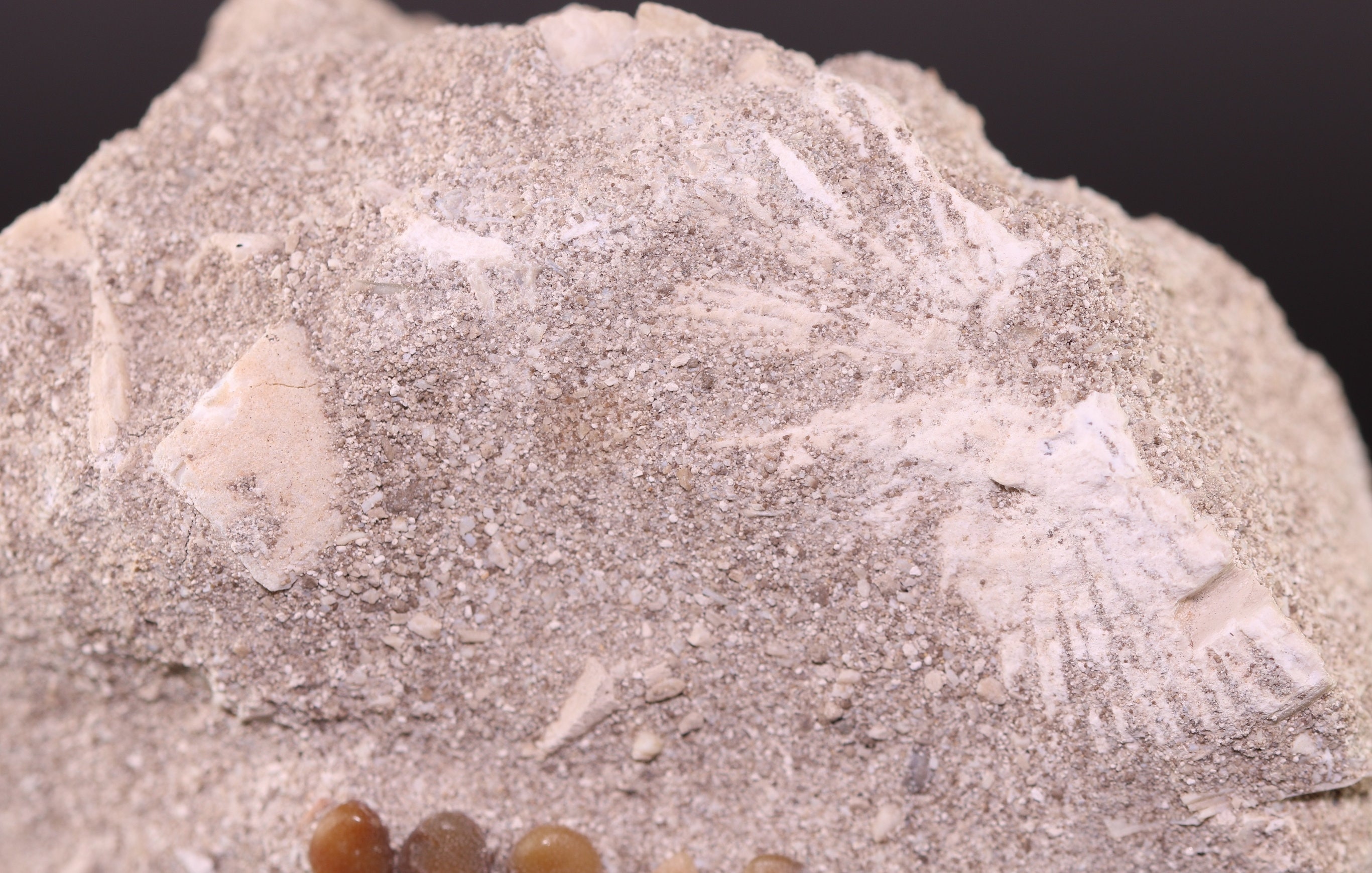 Fossil Fish Phacodus Ray-finned Punctatus Pycnodont Teeth | Etsy