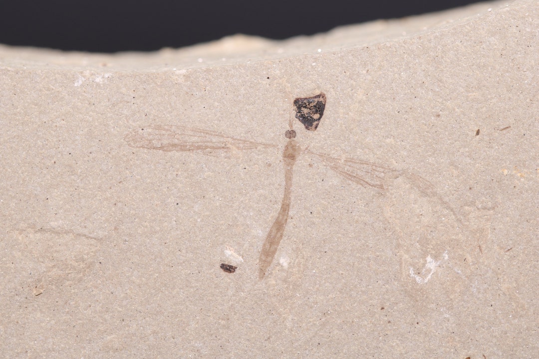 Fossil Flying Insect Crane Fly Green River Formation Bonanza Utah UT ...