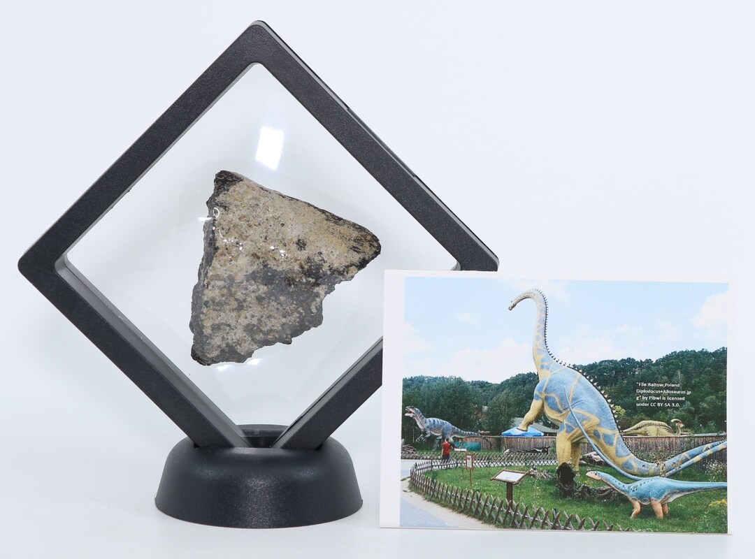 Diplodocus Dinosaur Fossil Rib Piece Bone Cabin Quarry Wyoming WY COA ...