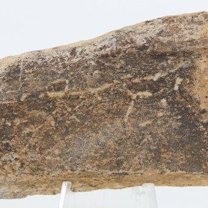 Tyrannosaurus Rex T Rex Fossil Leg Bone Pc. Hell Creek Formation South ...