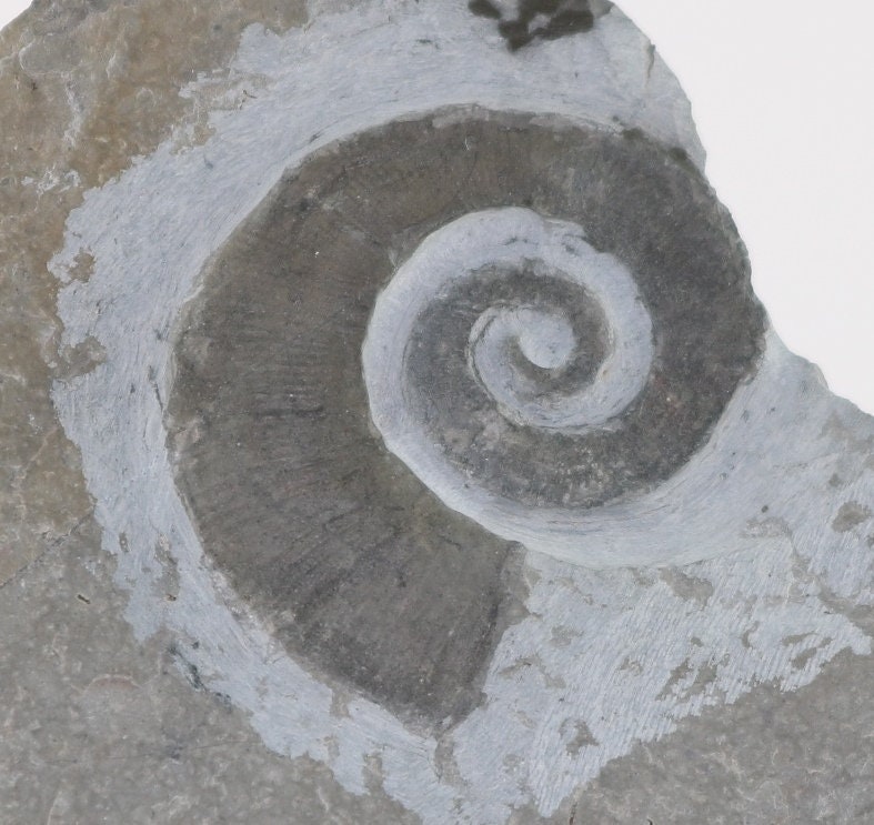 Rare Fossil Ammonite Heteromorph Crioceratites Nyons France COA 3803 ...