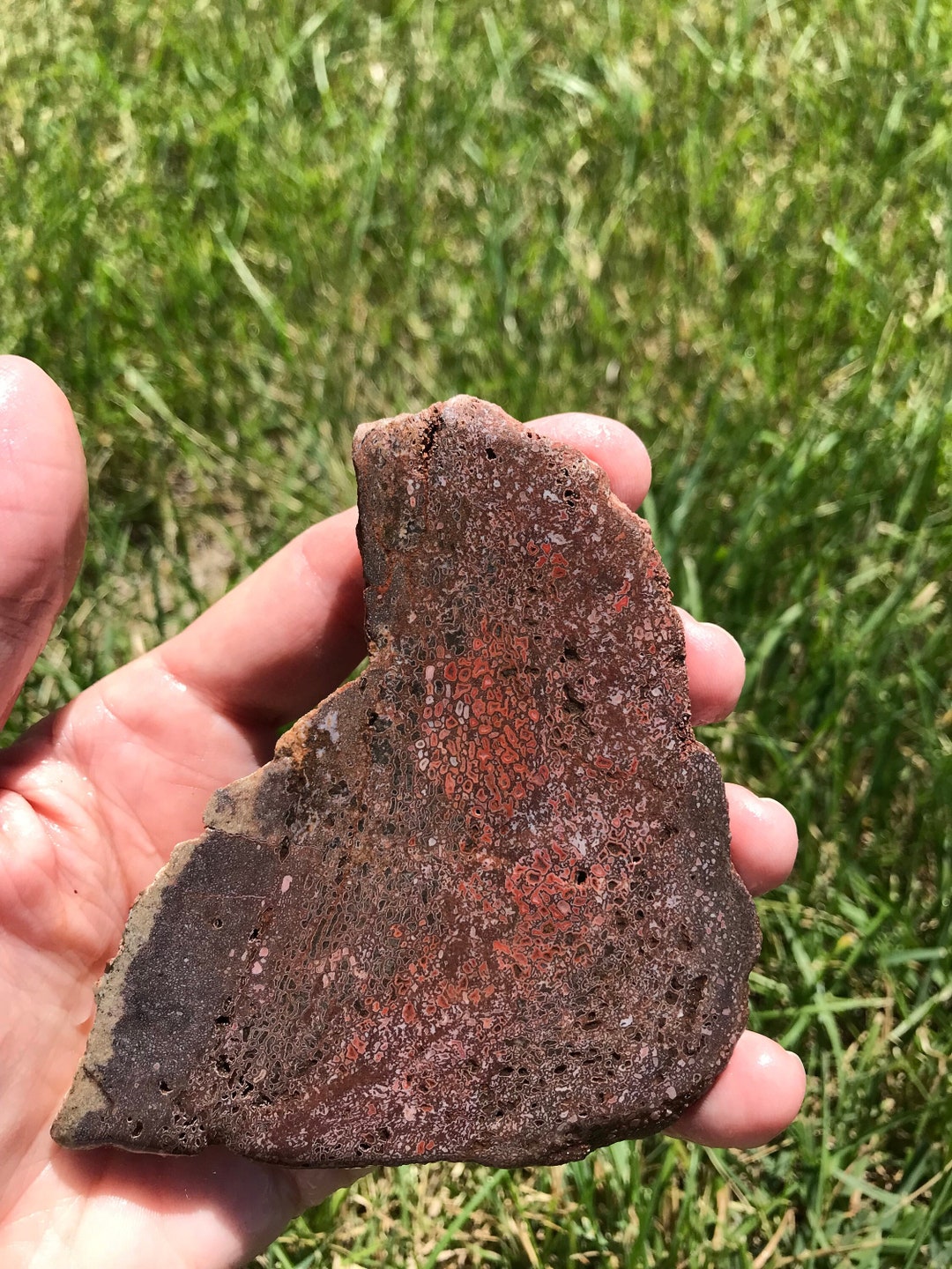 Dinosaur Gembone Fossil Slab Unpolished, 1 Side Rough Morrison Utah UT ...