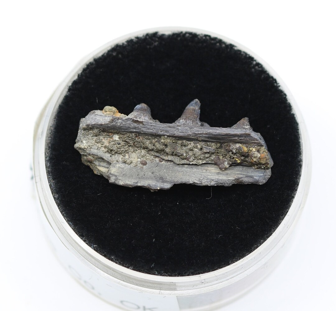 Cacops Jaw Pc. Early Permian Amphibian Fossil Comanche Co. Oklahoma OK ...