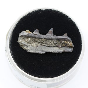 Cacops Jaw Pc. Early Permian Amphibian Fossil Comanche Co. Oklahoma OK ...