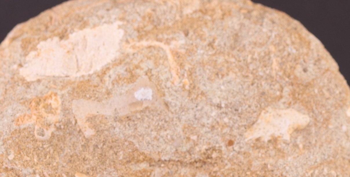 Fossil Fish Phacodus Ray-finned Punctatus Pycnodont Teeth - Etsy