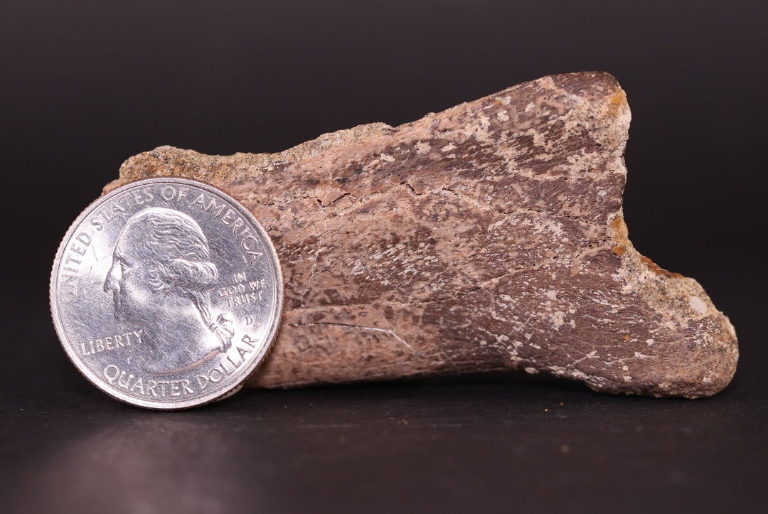 Fossil Dinosaur Hadrosaur Small Rib Piece Lance Creek Wyoming WY COA ...