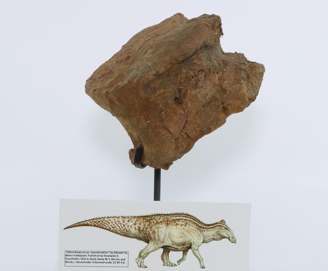 Edmontosaurus Hadrosaur Dinosaur Vertebra 761g. Hell Creek South Dakota ...