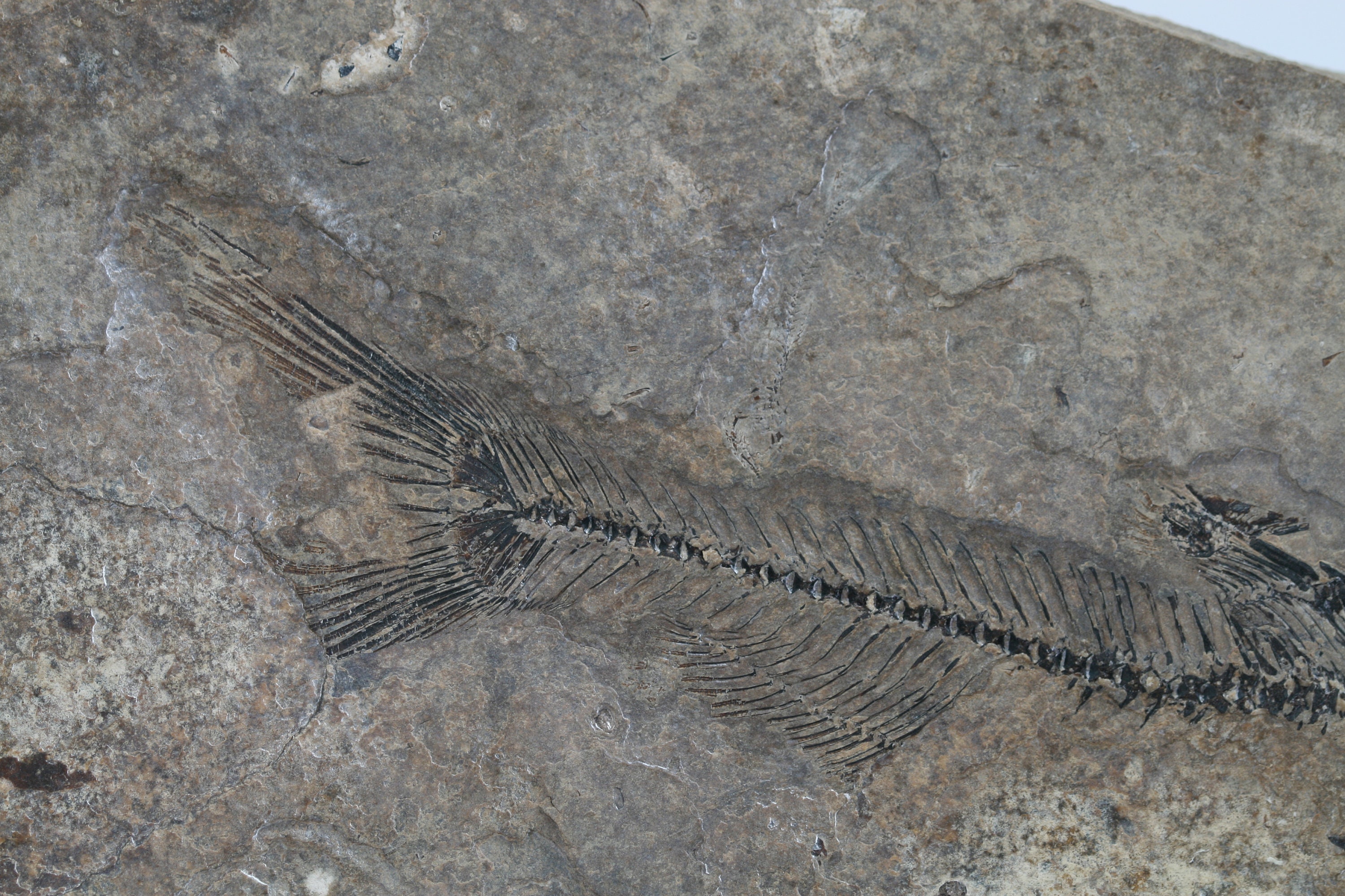 Fossil Catfish Wyoming RARE Fossil Fish Catfish Astephus w/ 3 | Etsy