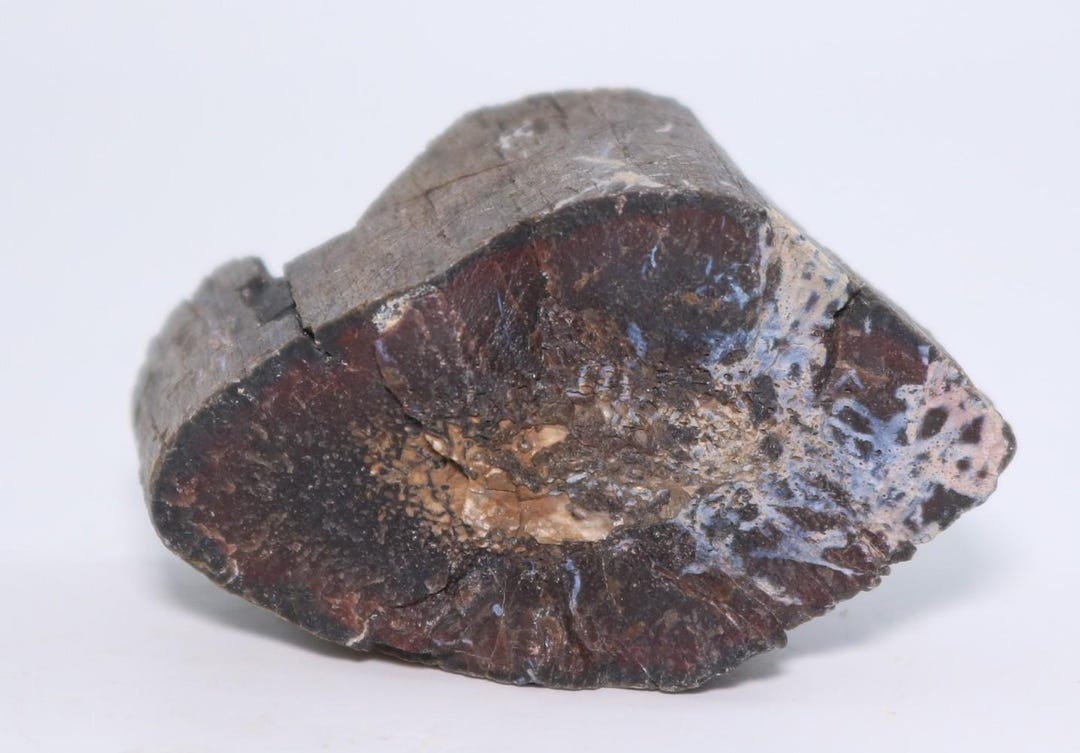 Beautiful Allosaurus Vertebra Pc. 2.3" 58.5mm Jurassic Morrison ...