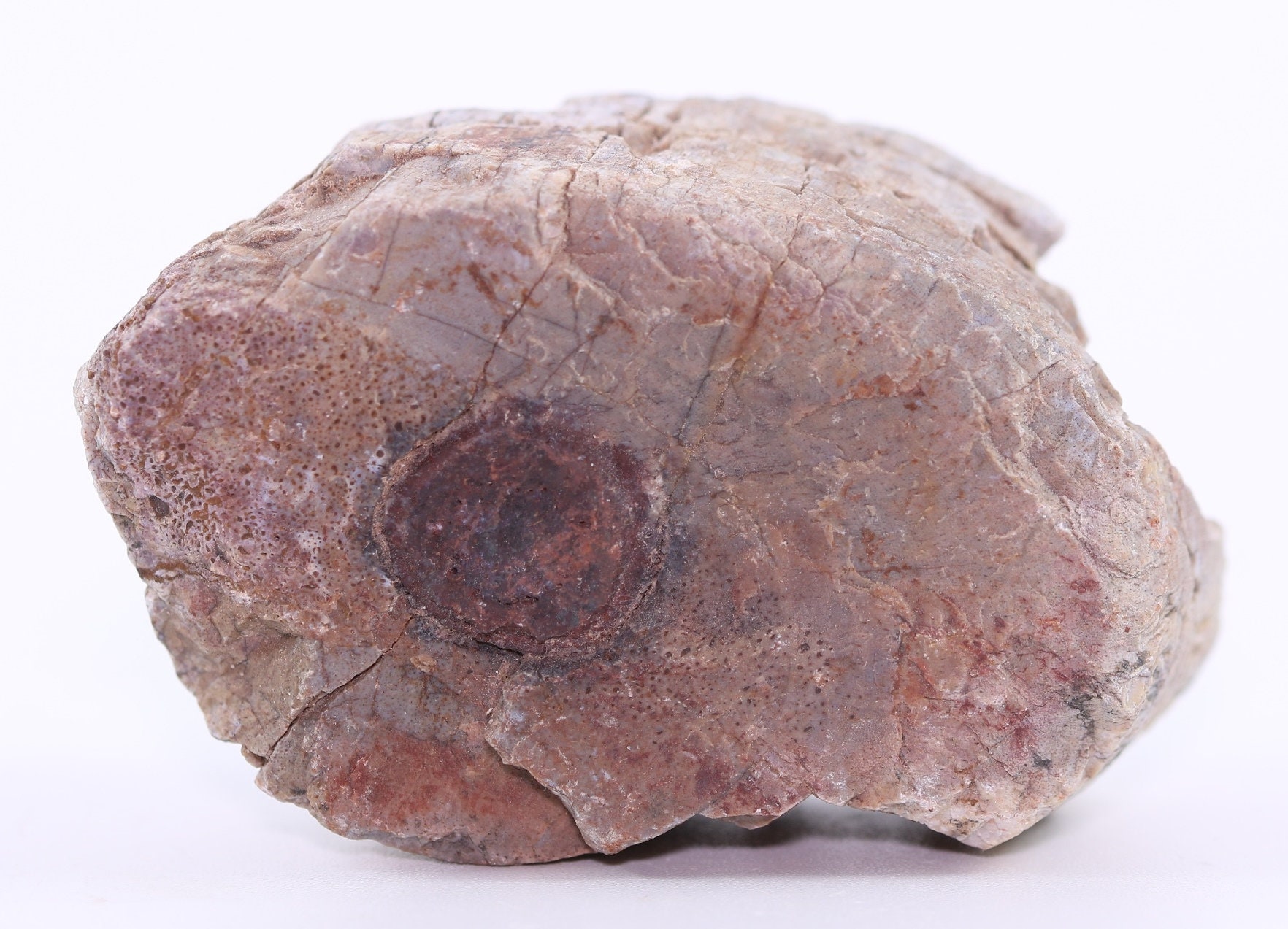 Fossil Dinosaur Allosaurus Rib Piece Jurassic Morrison Fm. - Etsy