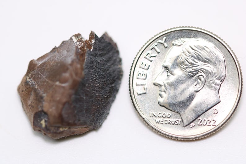 Triceratops Dinosaur Fossil Tooth 16mm Lance Formation Wyoming WY COA ...