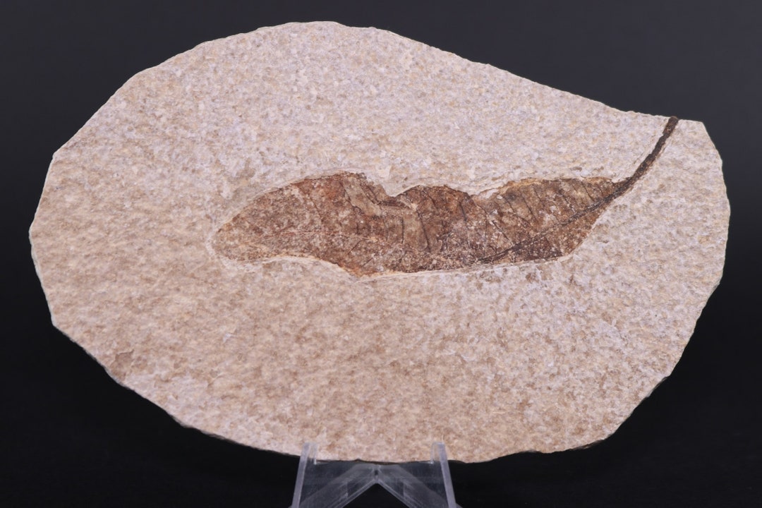 Fossil Plant Leaf Undescribed Green River Formation Wyoming WY COA ...