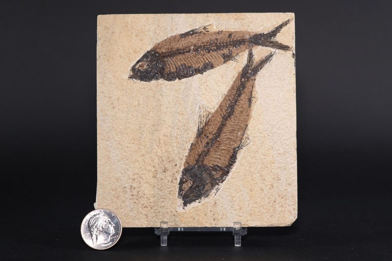 2 Knightia Eocaena Fossil Fish Fossil Lake Green River Formation ...