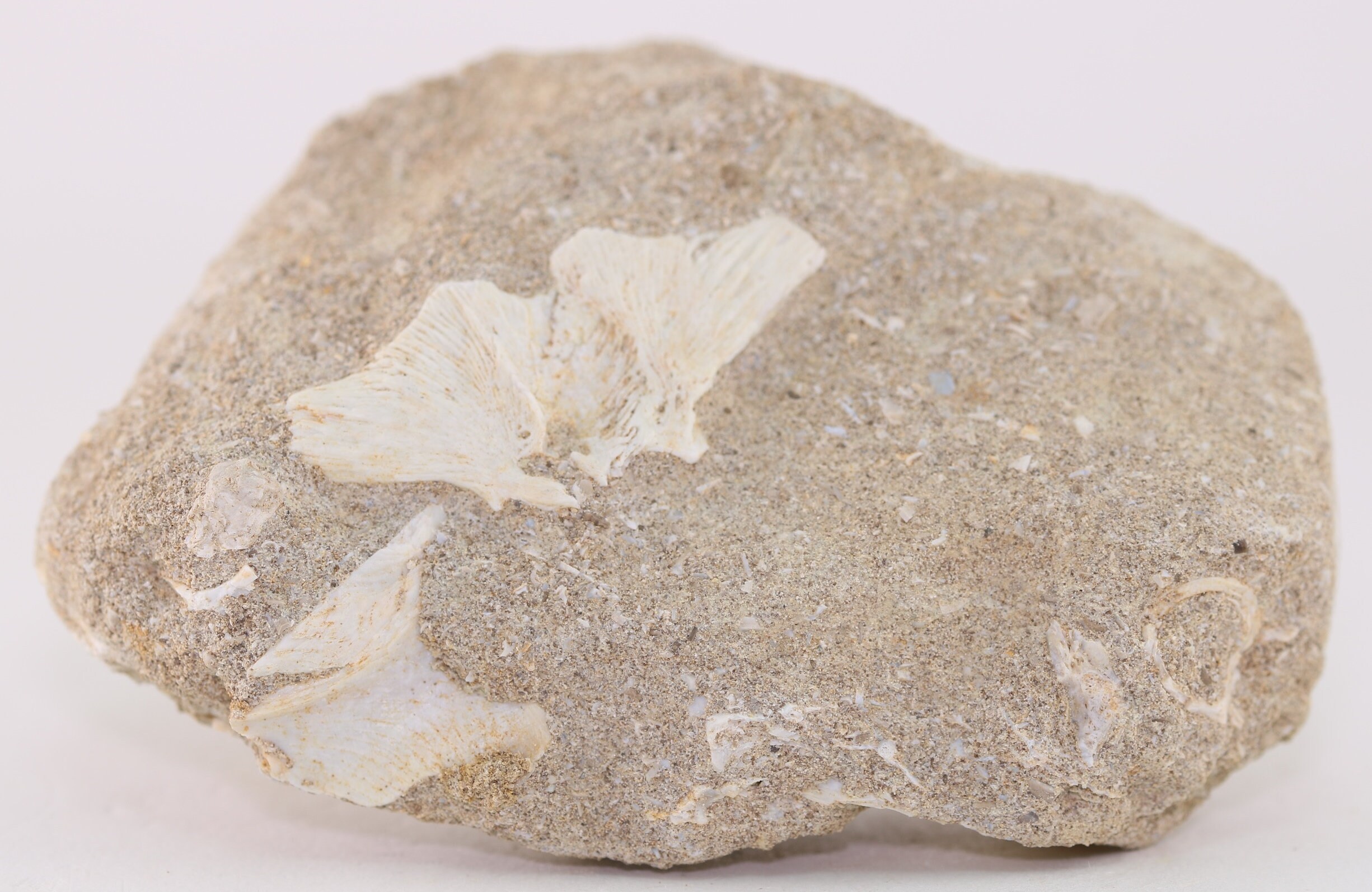 Fossil Fish Enchodus Tail Bone Hypural Cretaceous Khourigba | Etsy