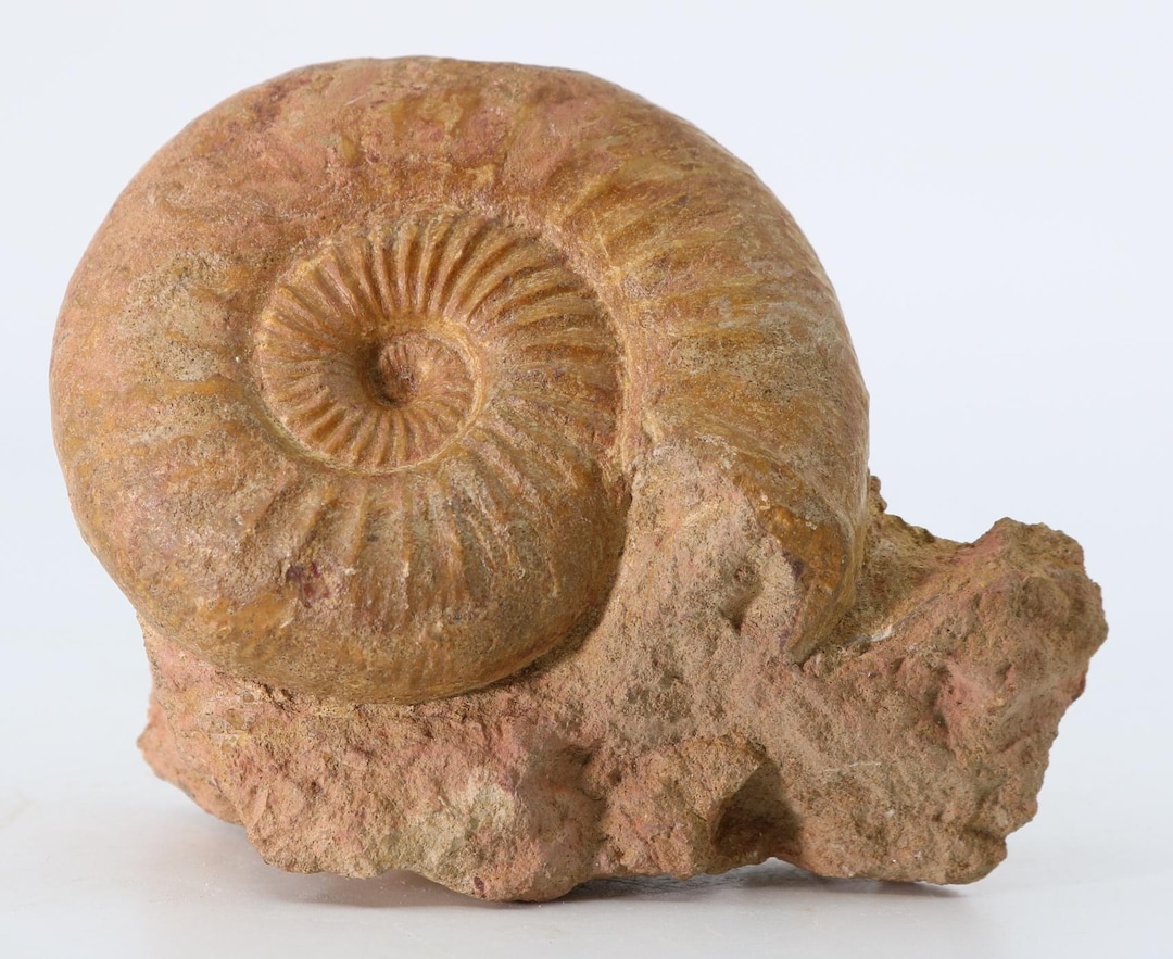 Fossil Ammonite 3.15" In-situ on Matrix Mid-jurassic Fresney France COA ...