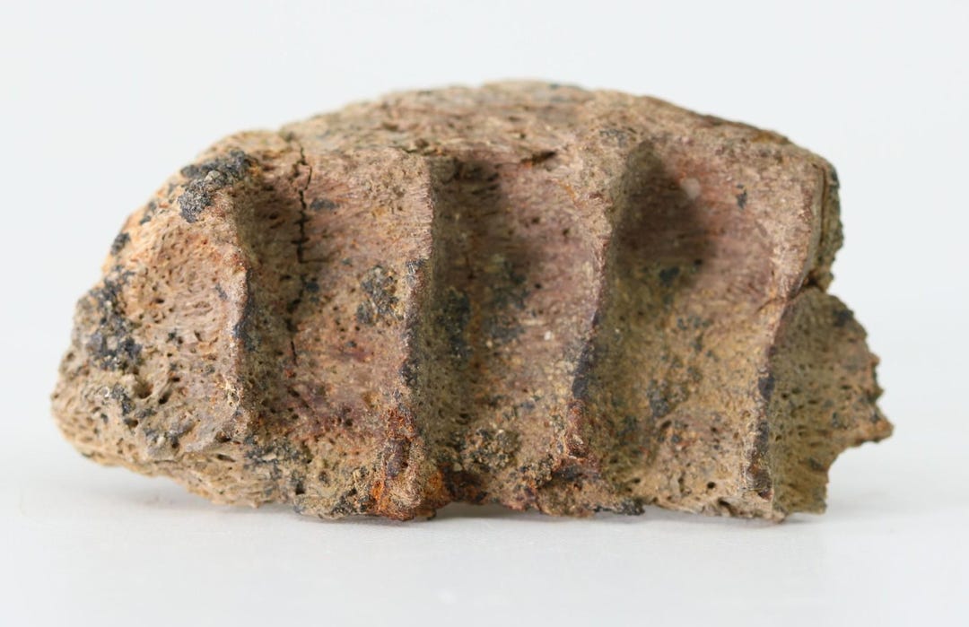 Edmontosaurus Fossil Dentary Bone 3 Grooves Hell Creek South Dakota SD ...