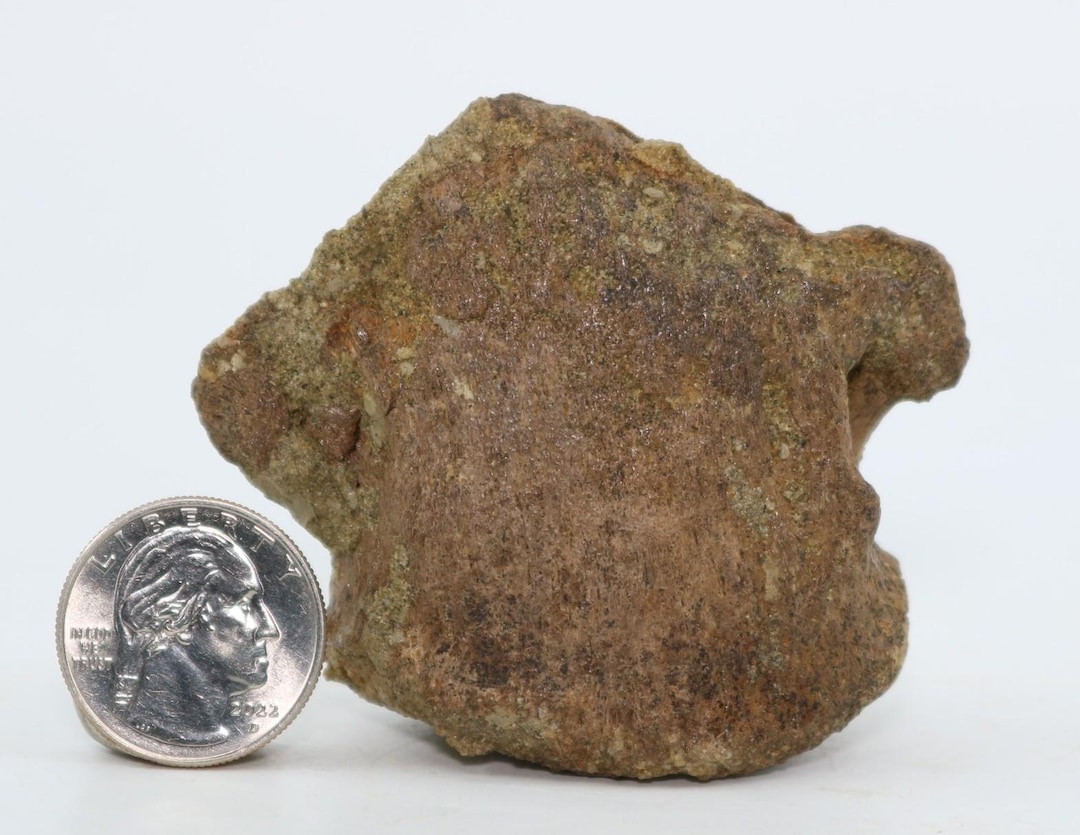 Triceratops Dinosaur Ungual Toe Bone Fossil Hell Creek Formation South ...