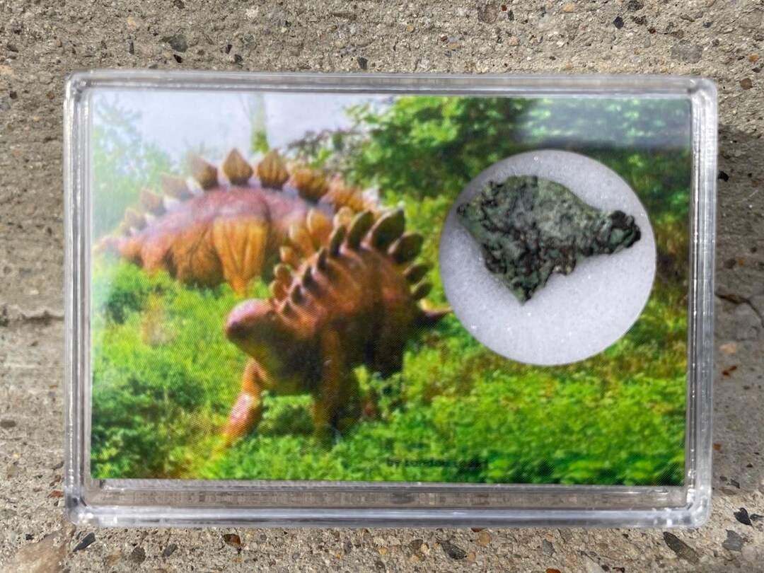 Stegosaurus Dinosaur Fossil Bone Cabin Quarry Wyoming WY COA 6647 - Etsy