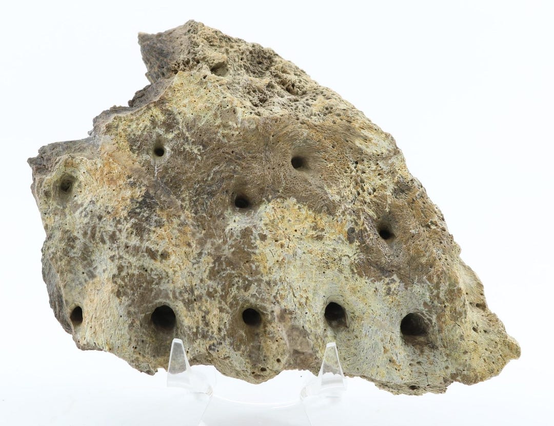 Rare Museum Grade Tyrannosaurus Rex T Rex Lower Dentary 3 Tooth Grooves ...