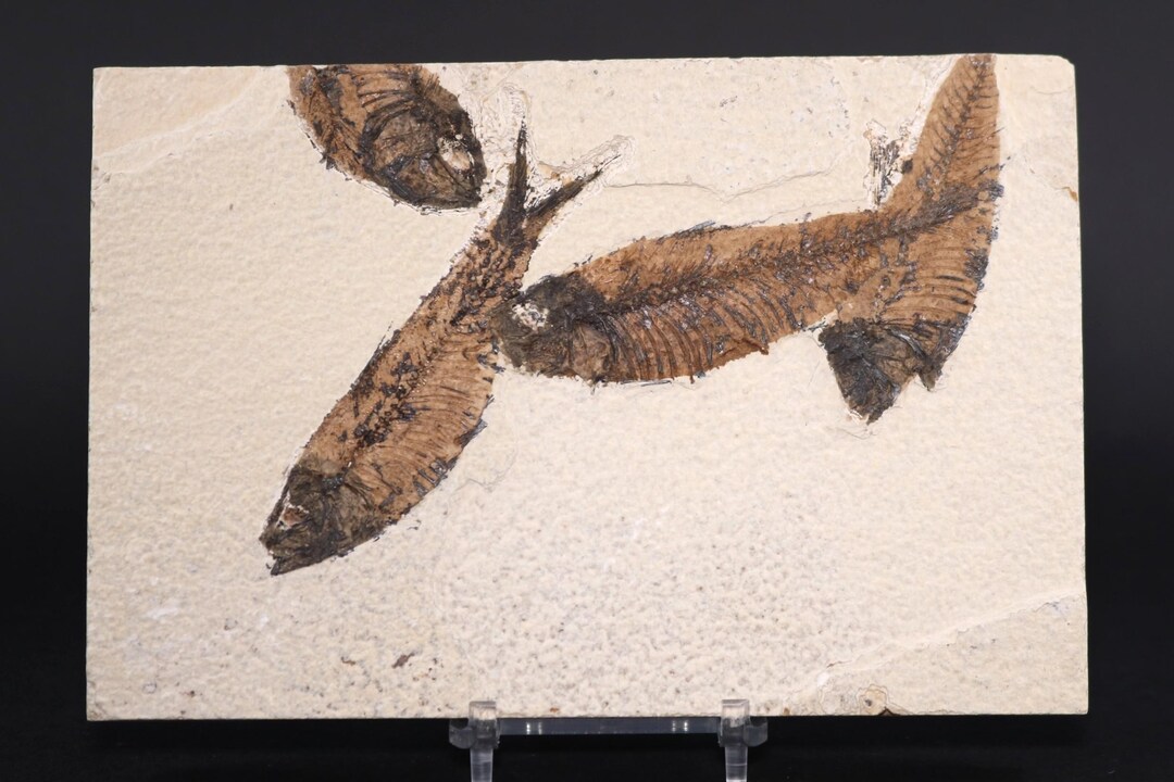 3 Knightia Eocaena Fossil Fish Fossil Lake Green River Formation ...