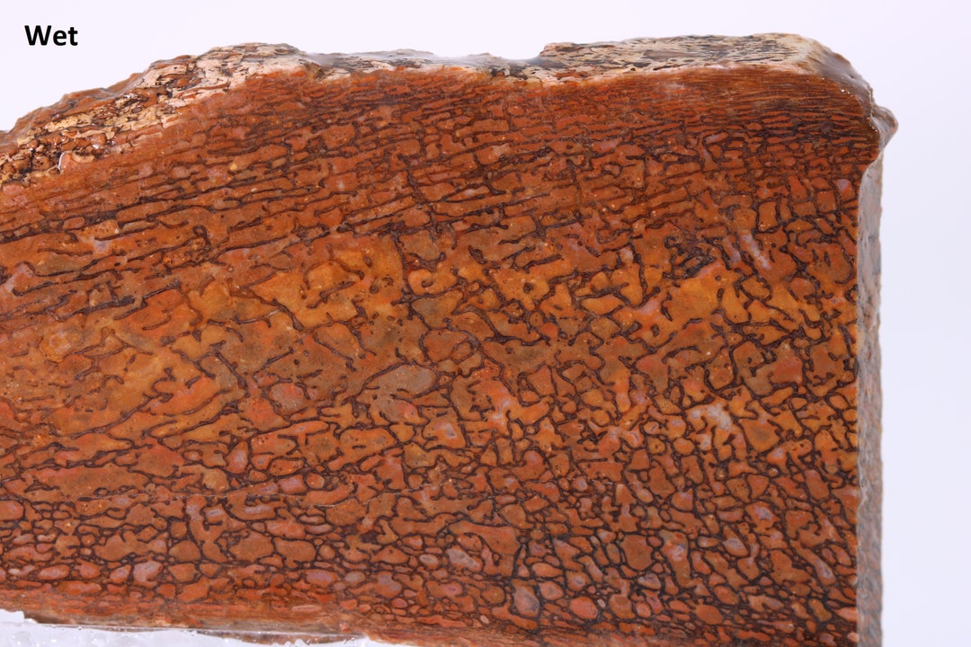 Dinosaur Fossil Gembone Slab Jurassic Morrison Formation Utah - Etsy