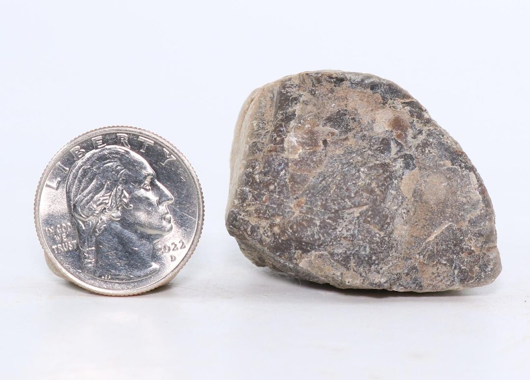 Allosaurus Dinosaur Fossil Rib Piece Jurassic Morrison Formation ...