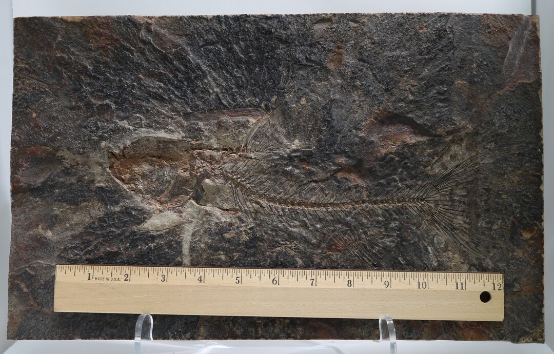 ULTRA Rare Fossil Catfish Wyoming Hypsidoris Farsonensis Fish Lake ...