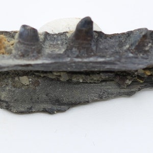 Cacops Jaw Pc. Early Permian Amphibian Fossil Comanche Co. Oklahoma OK ...