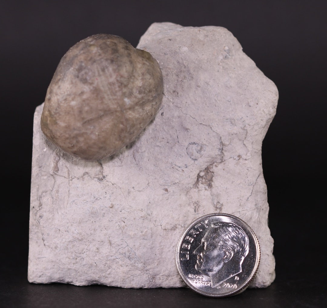 Fossil Sea Urchin Hemiaster Cretaceous Goodland Formation Texas TX COA ...