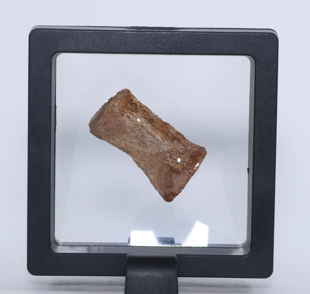 Superb Raptor Vertebra Dromaeosaurid Dinosaur Fossil Cretaceous South ...