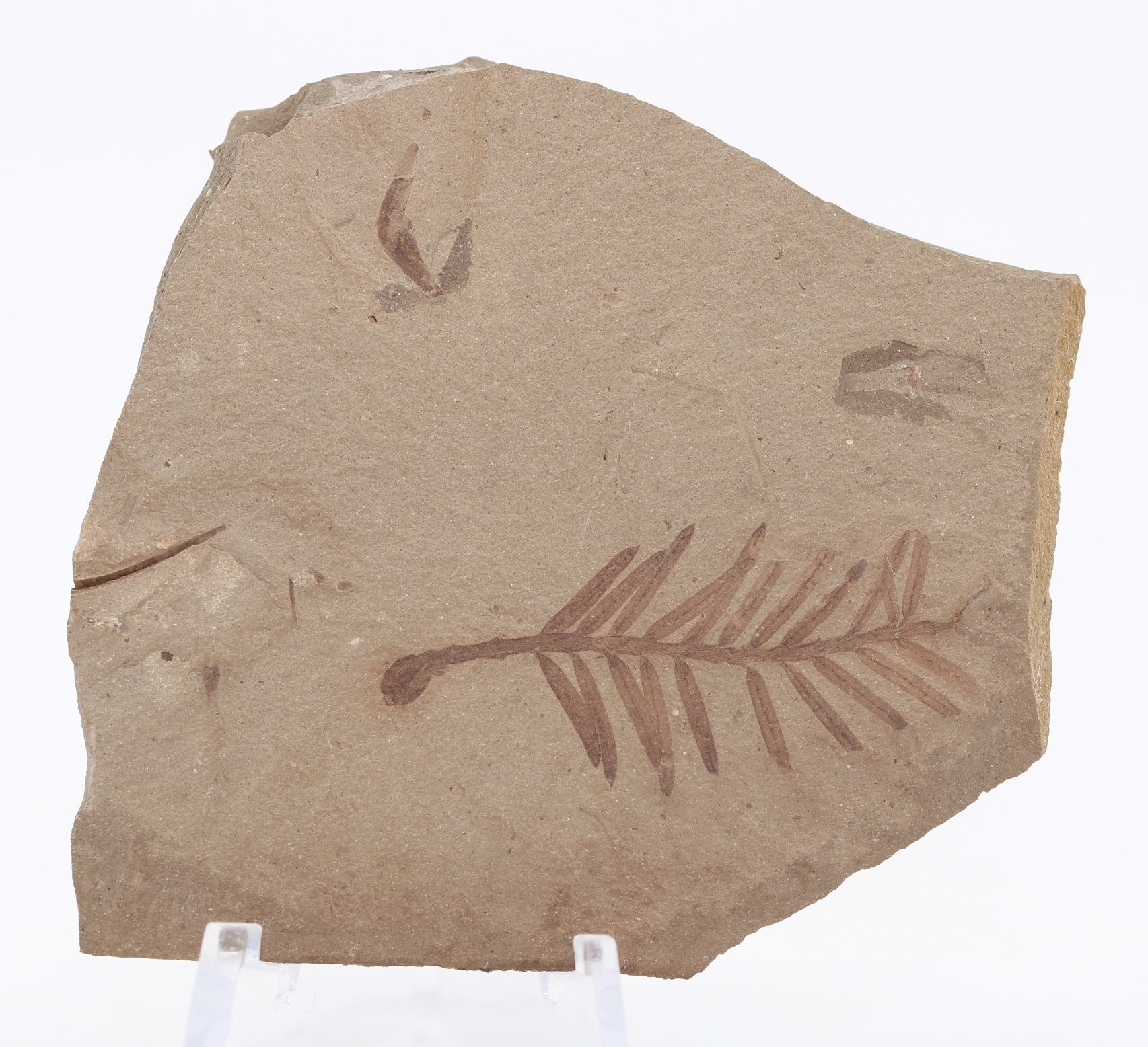 Metasequoia Fossil
