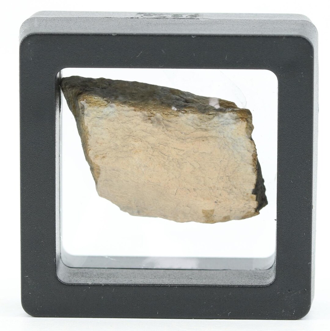 Tyrannosaurus Rex T Rex Fossil Leg Bone Segment 1.55" Hell Creek ...
