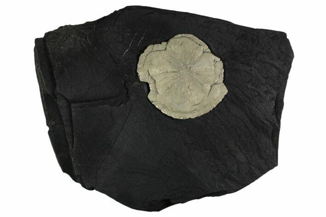 Gorgeous "pyrite Sun" on Black Slate 350 Mya 3.4" Disc Sparta Illinois ...