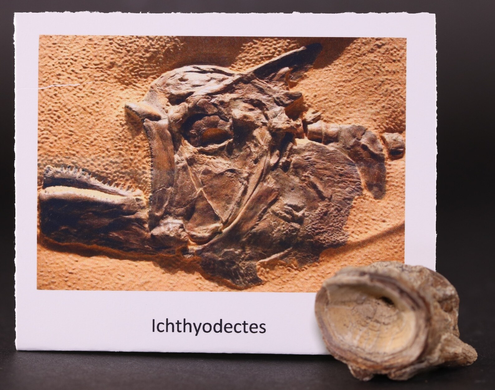 Fossil Fish Ichthyodectes Vertebra Cretaceous Niobrara | Etsy