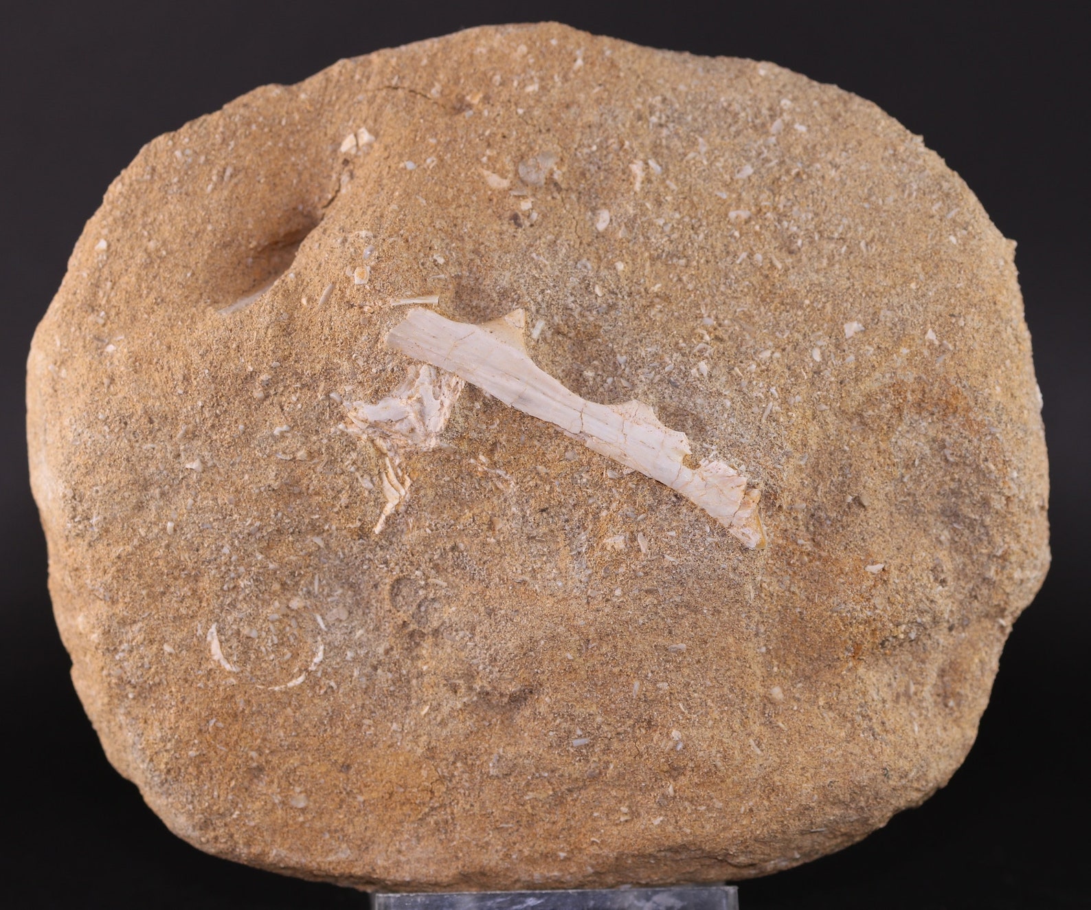 Fossil Fish Jaw Section Enchodus W Tooth Cretaceous Khourigba | Etsy