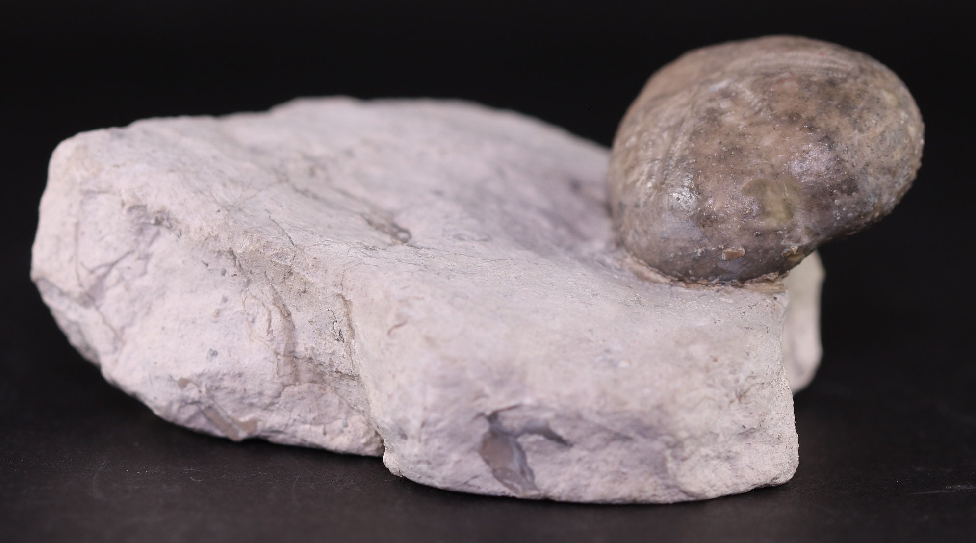 Fossil Sea Urchin Hemiaster Cretaceous Goodland Formation Texas TX COA ...