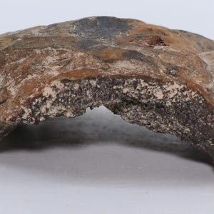Tyrannosaurus Rex T Rex Fossil Rare Leg Bone End Cap Lance Creek ...