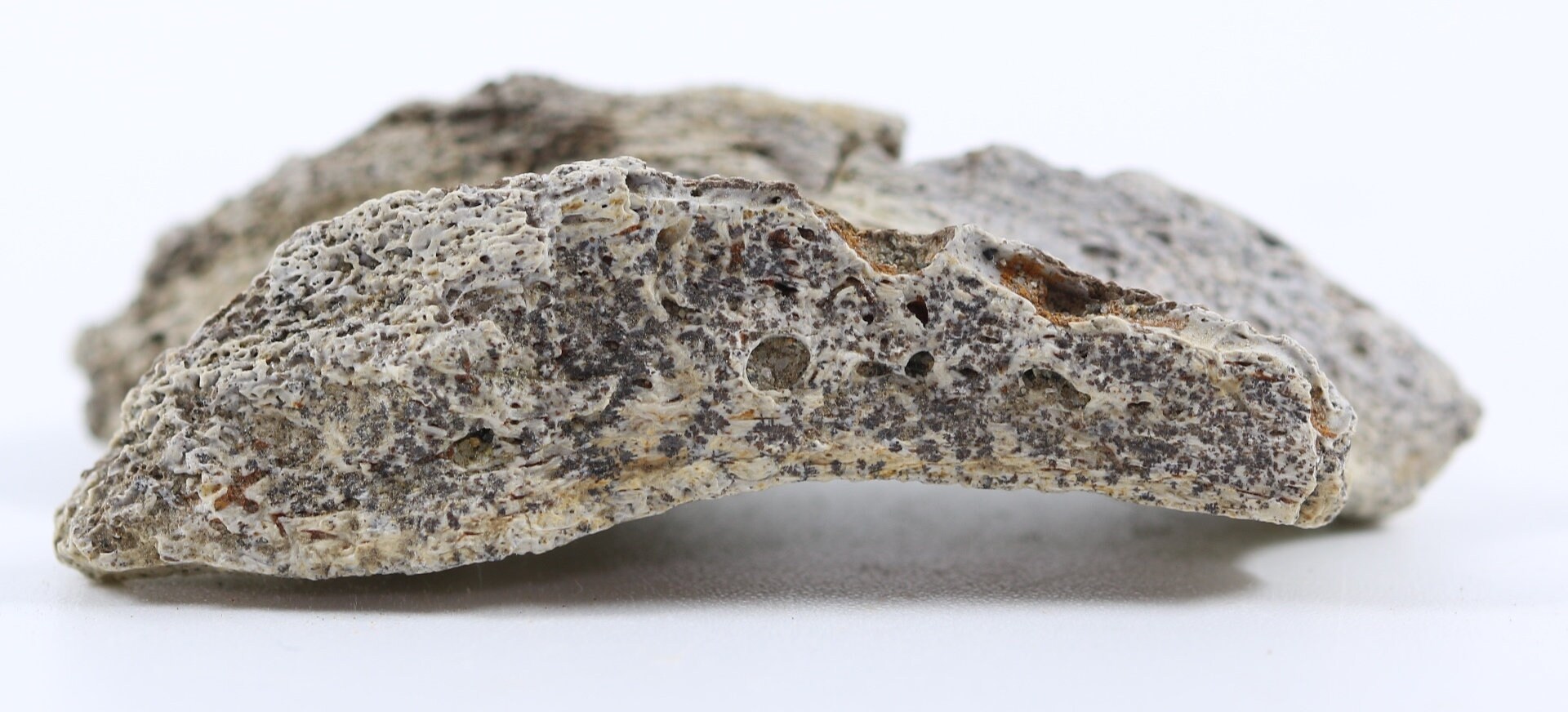 Fossil Dinosaur Triceratops Maxilla Piece Hell Creek South Dakota SD ...