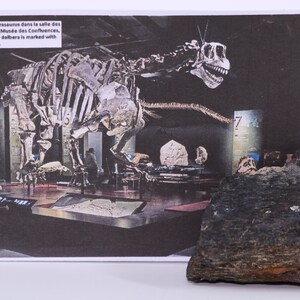Camarasaurus Fossil Bone Jurassic Cabin Quarry Wyoming WY COA 5994 - Etsy