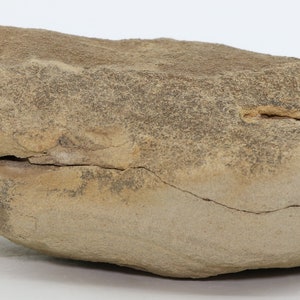 Rare Gosiutichthys Fish Pos Neg Fossil Geode Lake Gosiute Wyoming WY ...