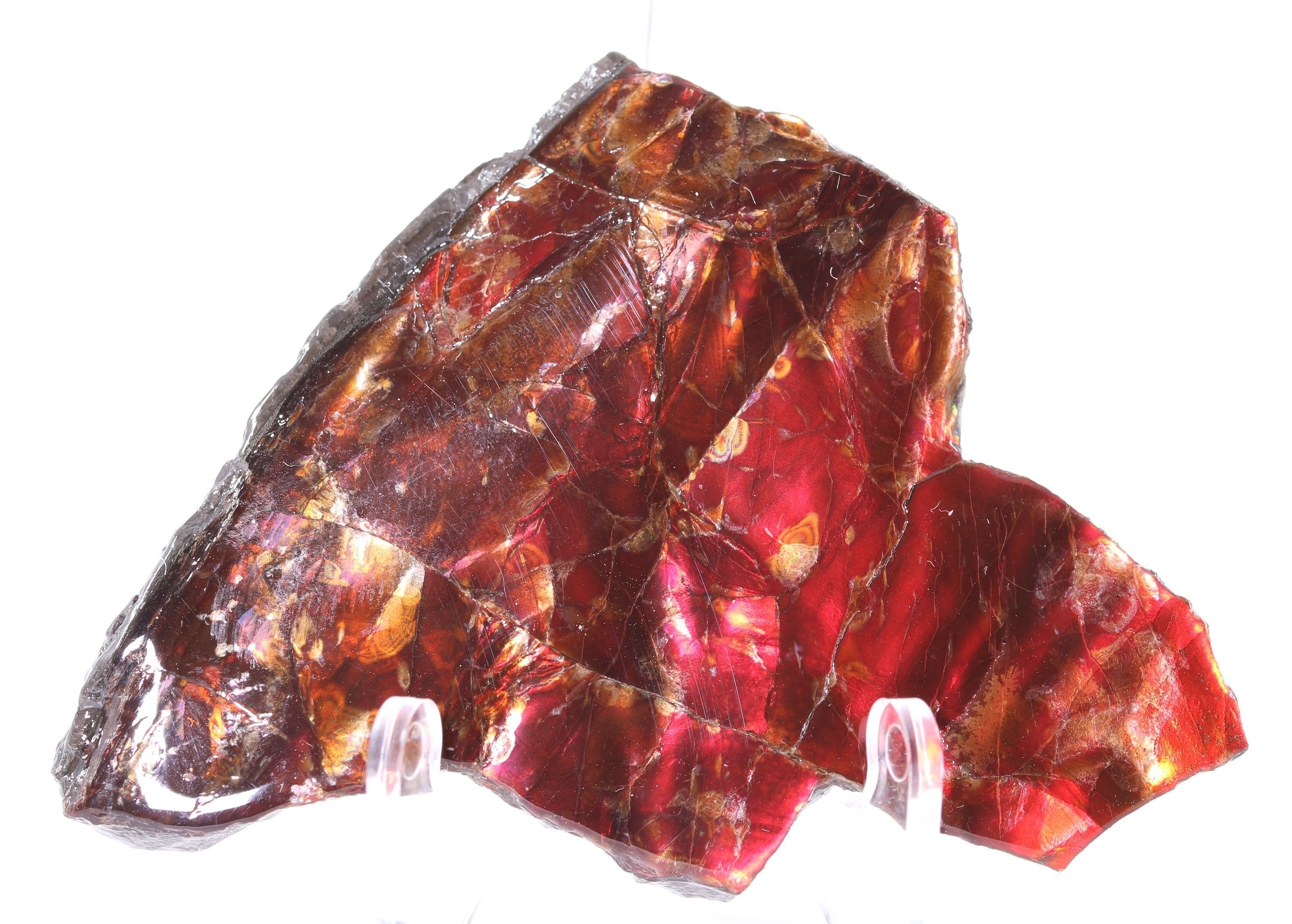 Ammonite Shell Ammolite Rare Deep Red Gem Keel 67 Mm. Deep Red Alberta ...