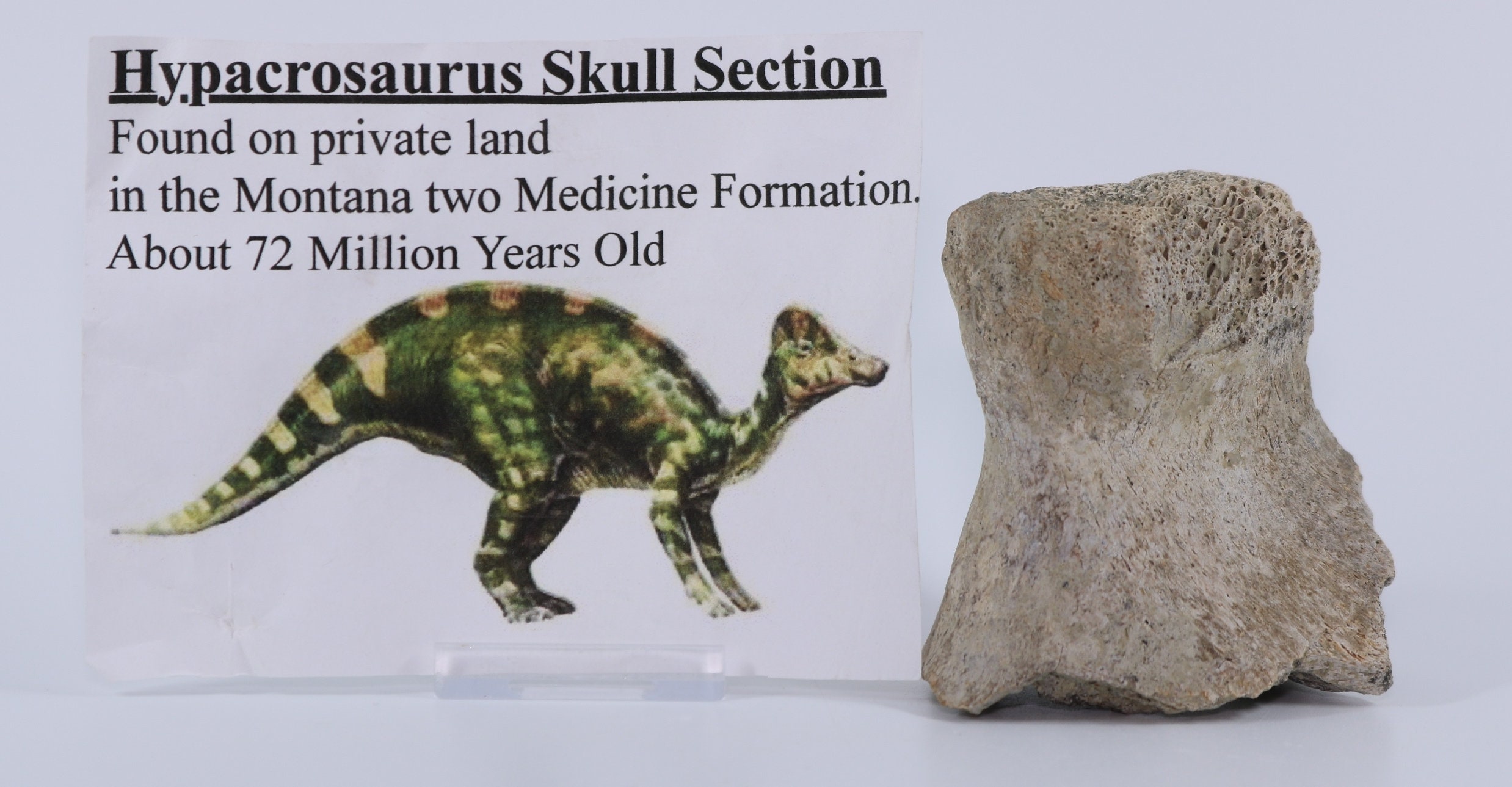 Hypacrosaurus Skeleton