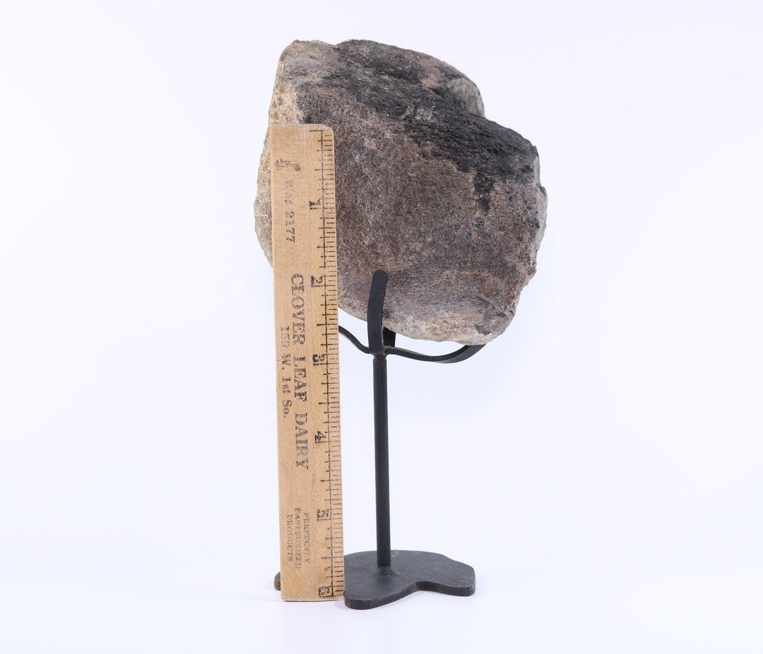 Fossil Dinosaur Tyrannosaurus T Rex Leg Bone + Stand South Dakota SD ...