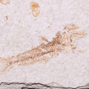 2 Fossil Lanternfish Lampanyctus Miocene LA California CA COA 6479 - Etsy