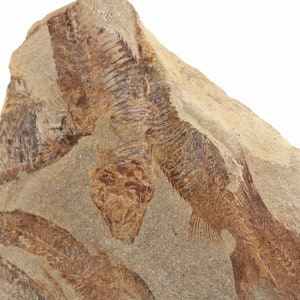 Rare Gosiutichthys Fish Pos Neg Fossil Geode Lake Gosiute Wyoming WY ...