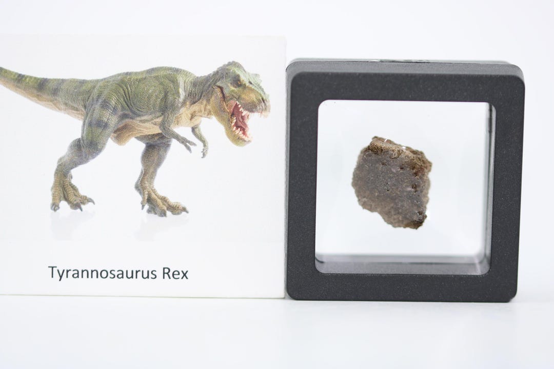 Tyrannosaurus Rex T Rex Fossil Bone 22.3mm Cretaceous Lance Creek ...