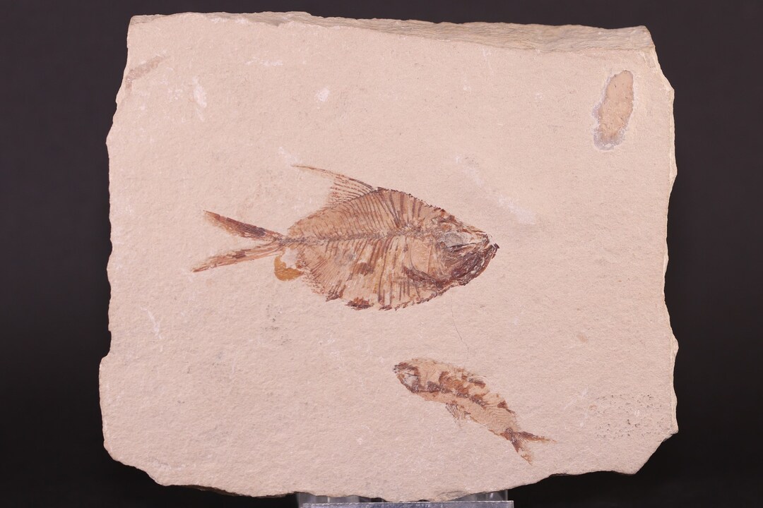 Fossil Fish Old Find Aipichthys & Armigatus Hakel Lebanon COA 10716 - Etsy