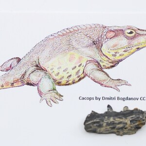 Cacops Jaw Pc. Early Permian Amphibian Fossil Comanche Co. Oklahoma OK ...