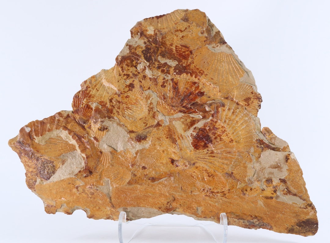 Mortality Plate Pectens Both Sides 10.2" Fossil Seashells Miocene ...