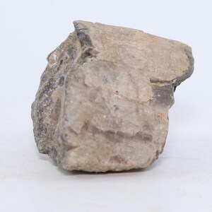 Allosaurus Dinosaur Fossil Rib Piece Jurassic Morrison Formation ...